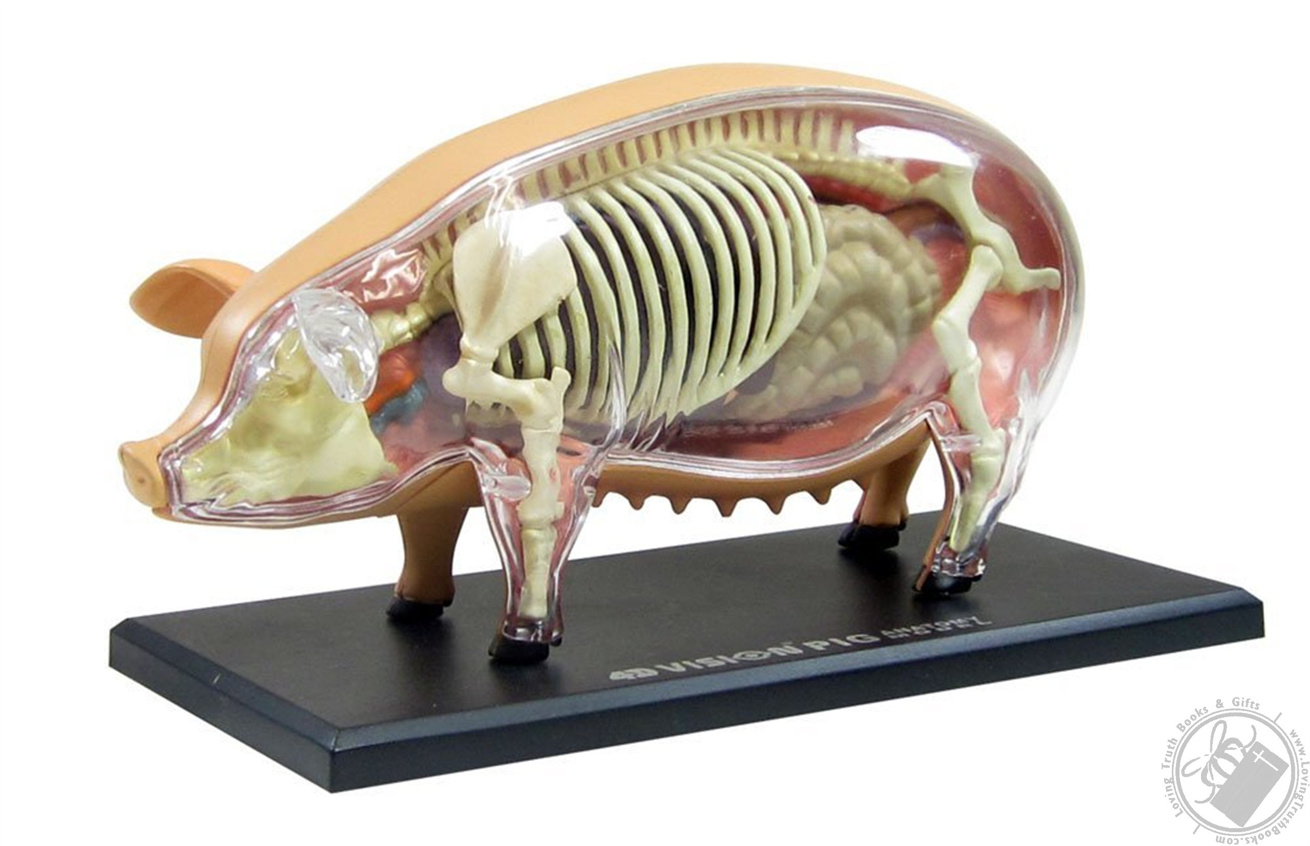 4D Vision Pig Anatomy Model (19 Pieces for Ages 8 and Up) (Biology ...