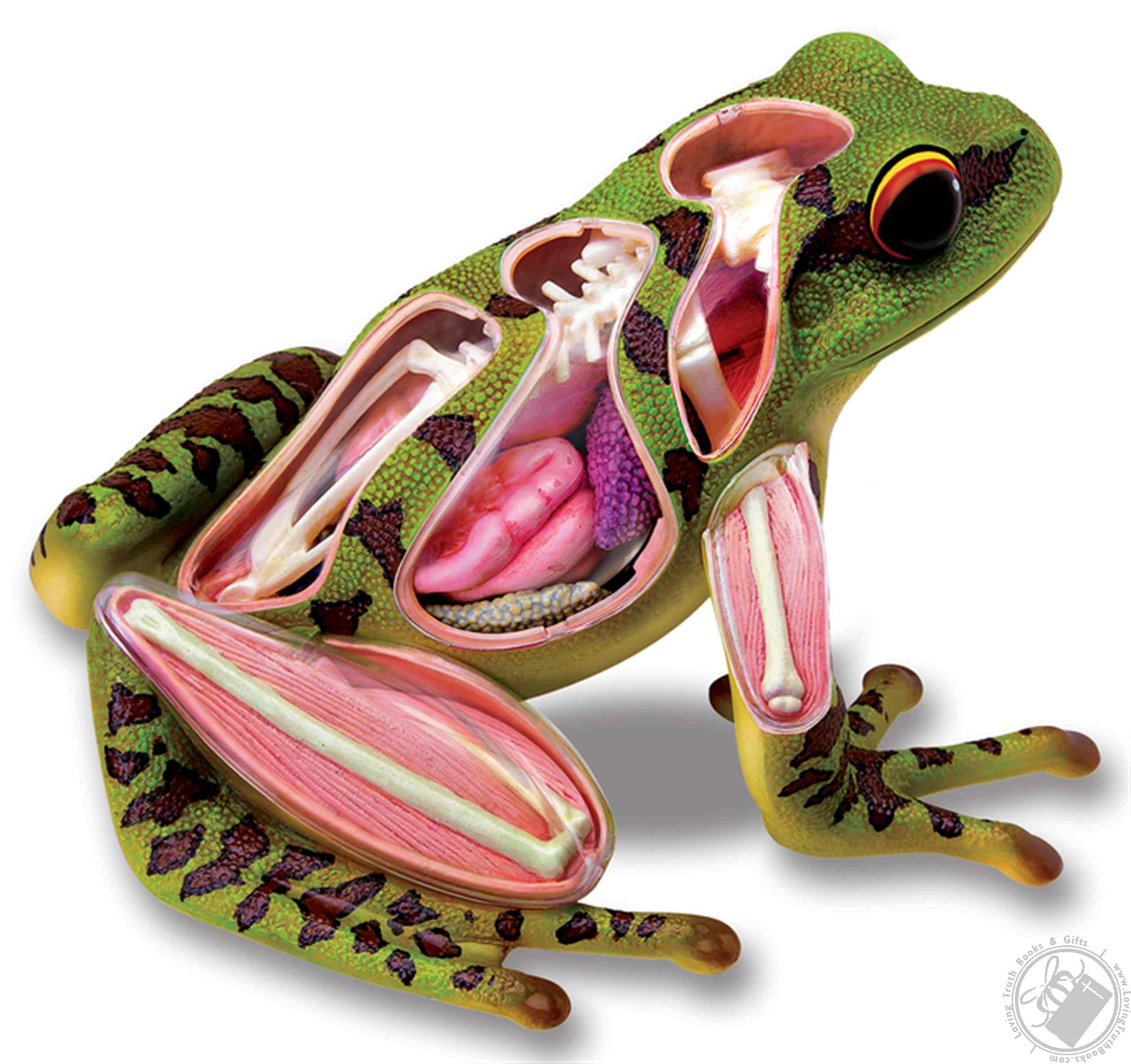 4D Vision Frog Anatomy Model (31 Pieces for Ages 8 and Up) (Biology ...