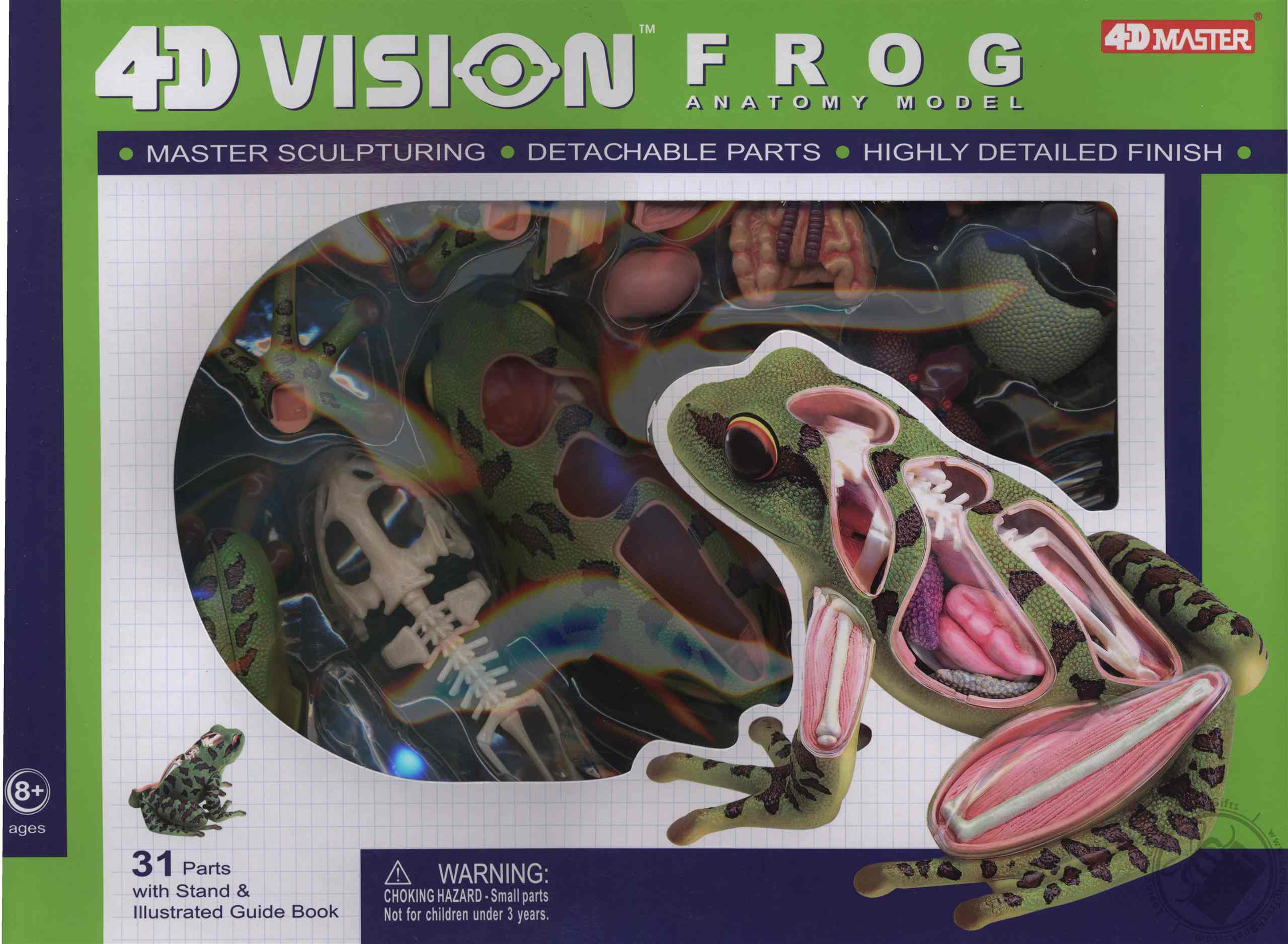 4D Vision Frog Anatomy Model (31 Pieces for Ages 8 and Up) (Biology ...