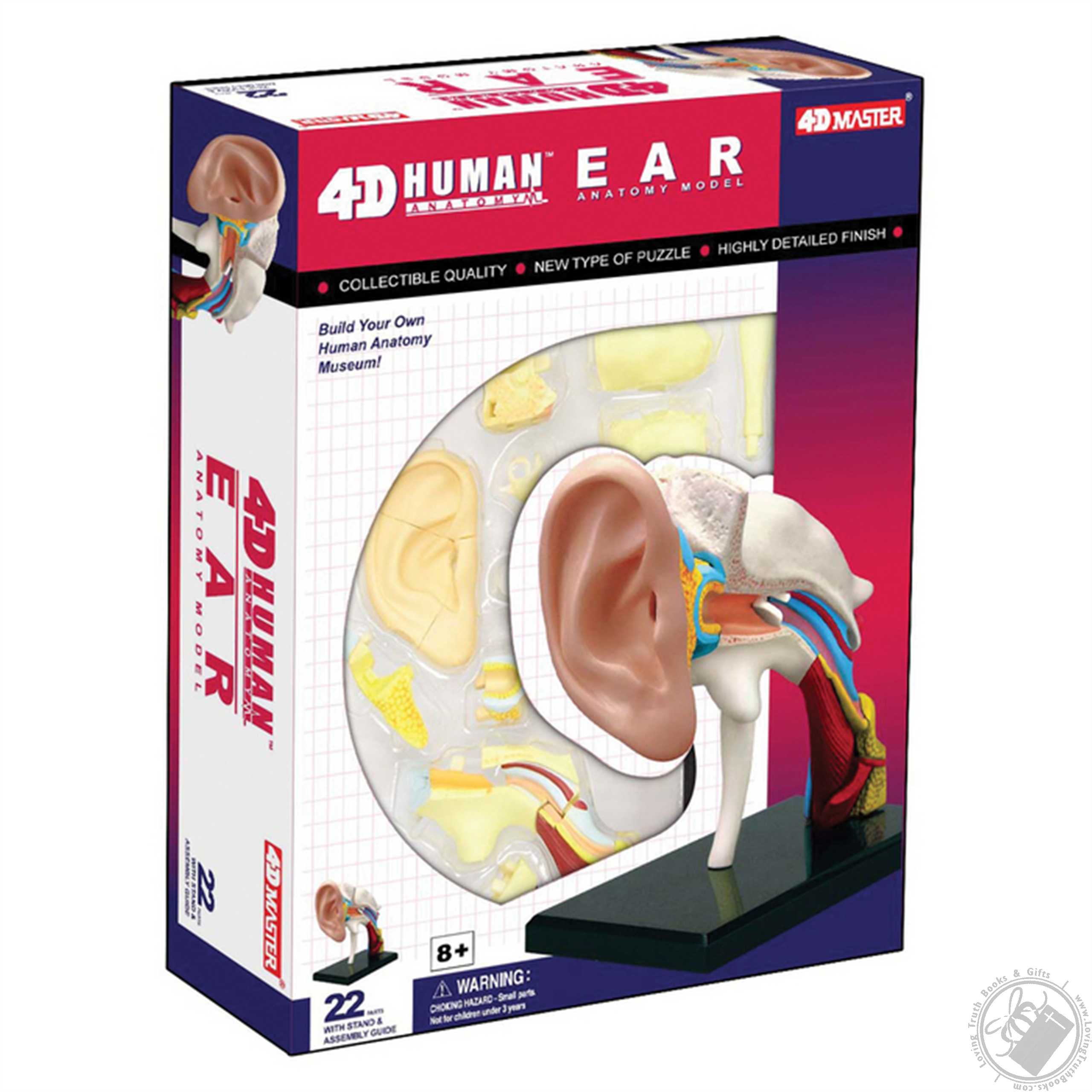 4D Human Anatomy Ear Model (22 Pieces for Ages 8 and Up) (Biology Model ...