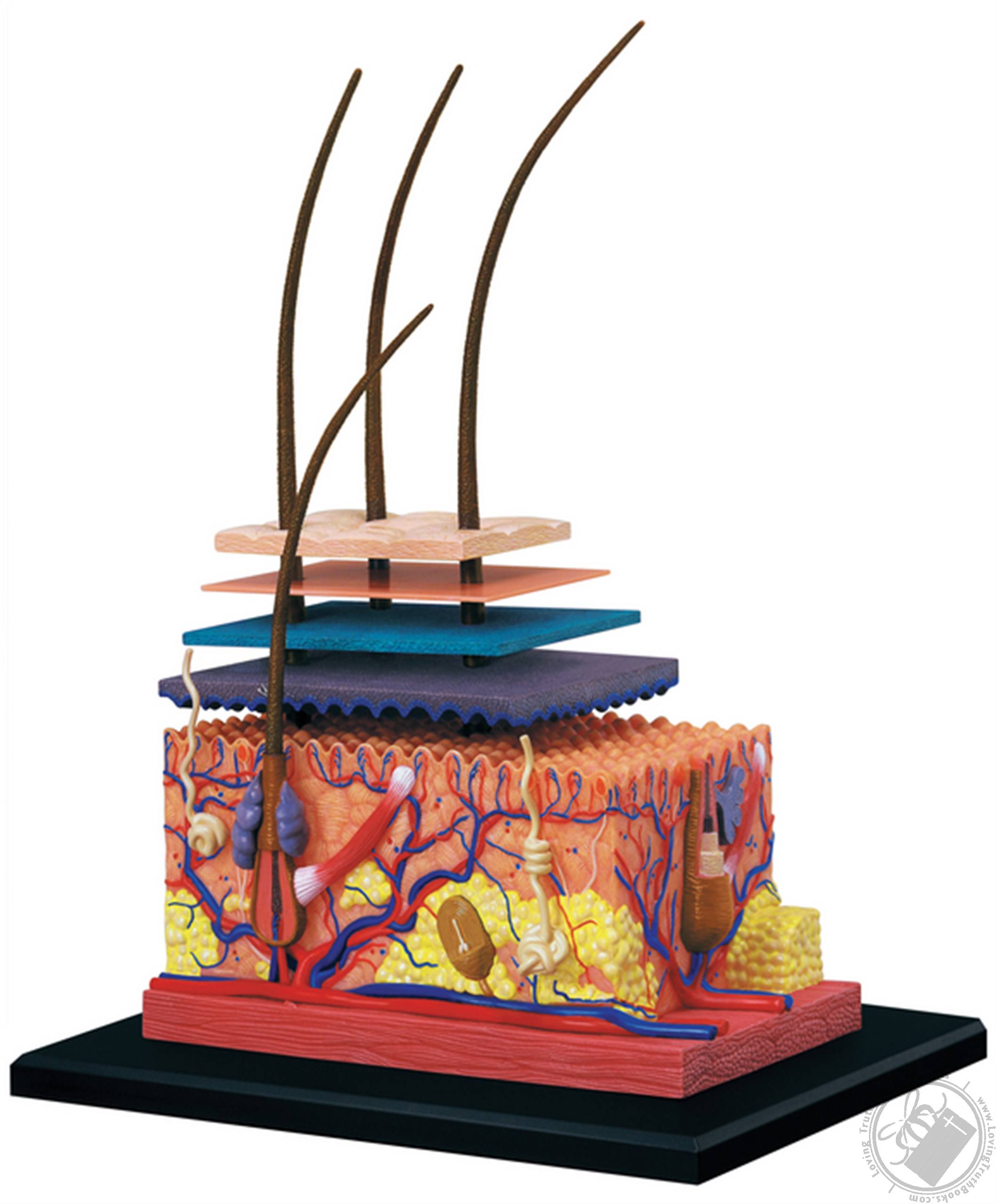 4D Human Anatomy Skin Model (19 Pieces for Ages 8 and Up) (Biology ...