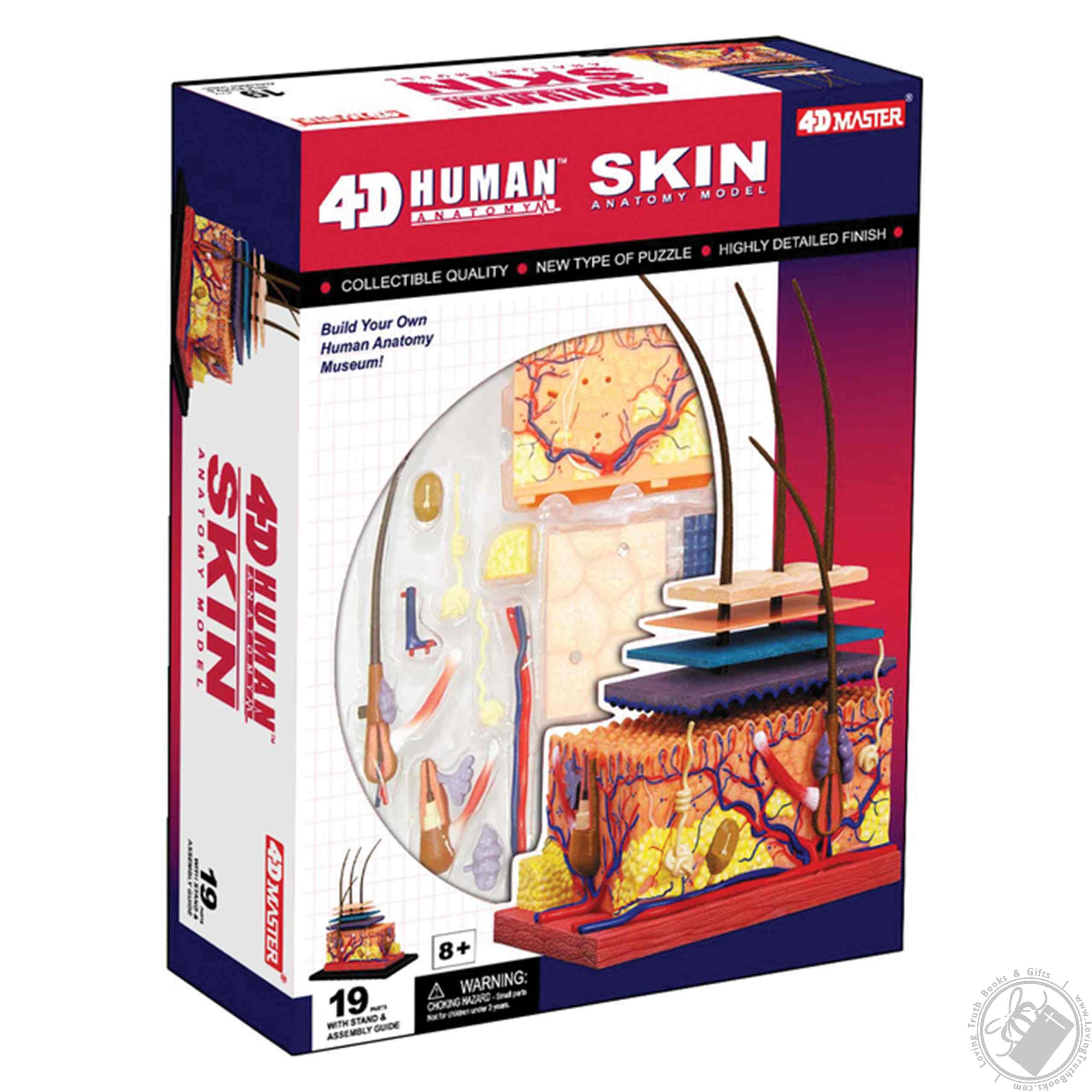 4D Human Anatomy Skin Model (19 Pieces for Ages 8 and Up) (Biology ...