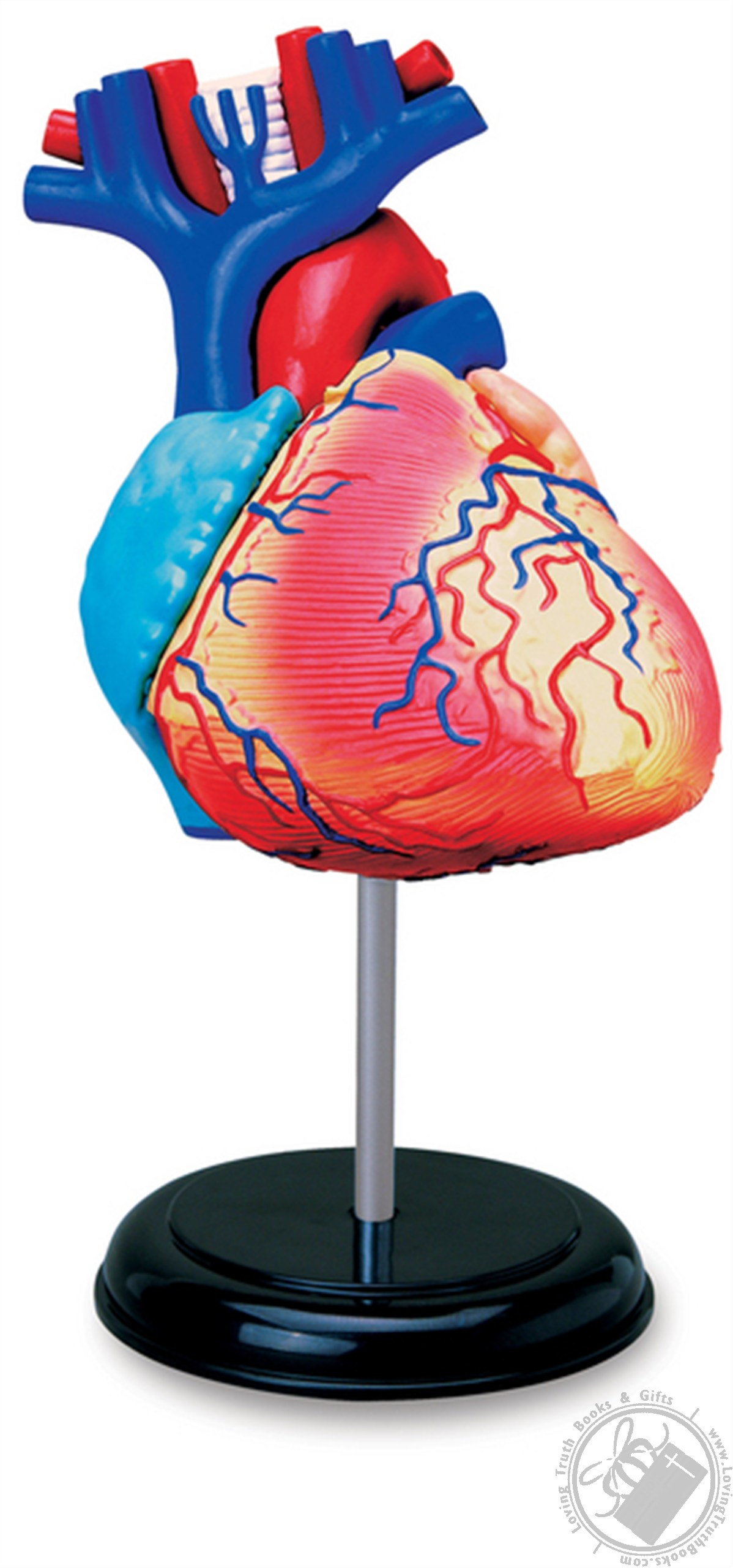 4D Human Anatomy Heart Model (31 Pieces for Ages 8 and Up) (Biology ...