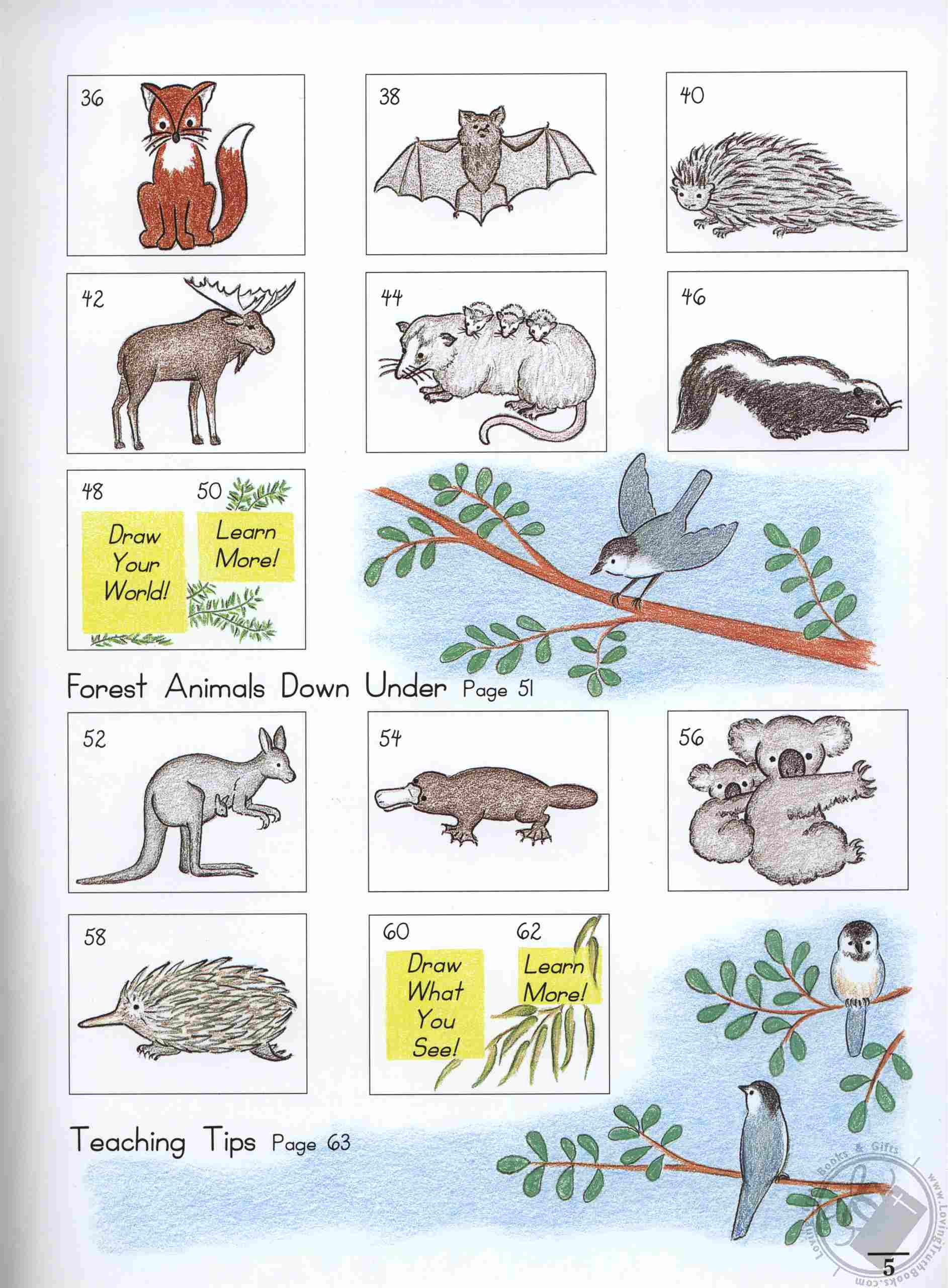 Draw Write Now, Book 7: Animals of the World, Forest Animals by Marie ...